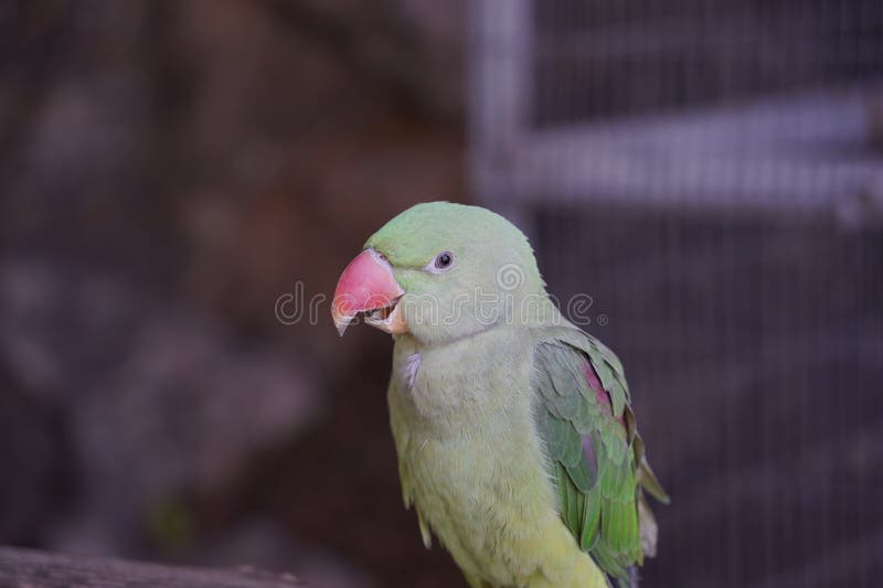 The Rose-ringed Parakeet (Psittacula Krameri), Also Known As the Ring ...