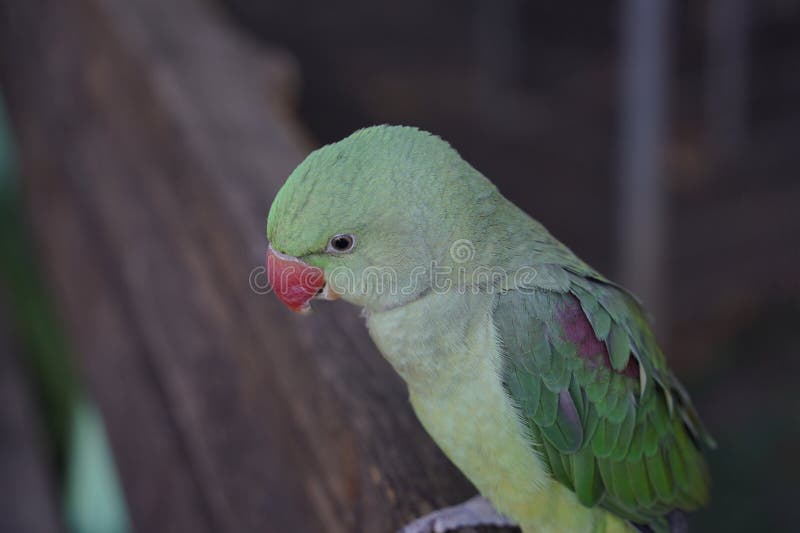 The Rose-ringed Parakeet (Psittacula Krameri), Also Known As the Ring ...