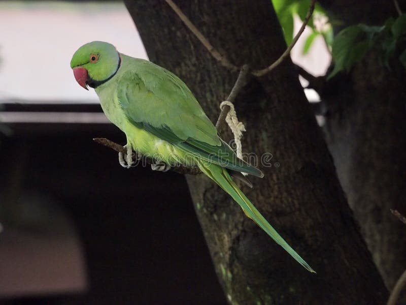 Rose-ringed parakeet stock image. Image of ranges, psittacula - 192408499