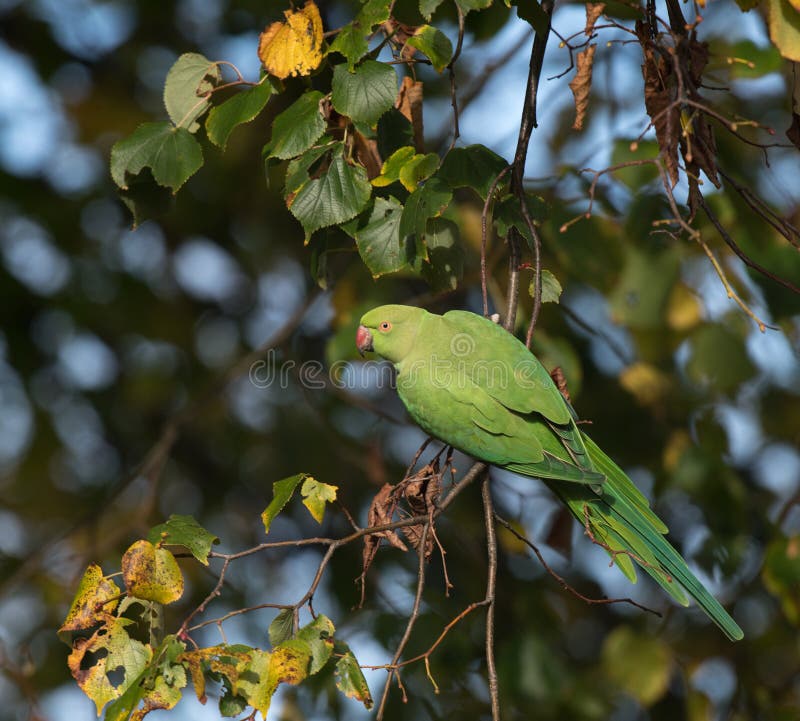 Rose-ringed Parakeet - Psittacula Krameri Stock Photo - Image of greens ...