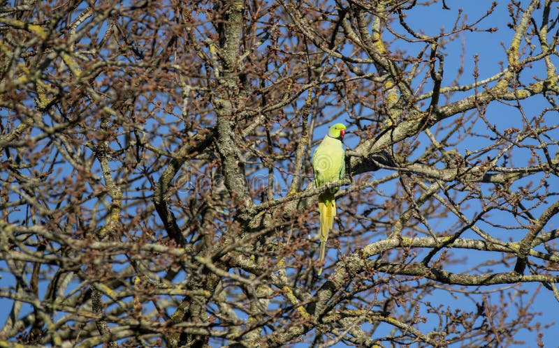 The Rose-Ringed Parakeet (Psittacula Krameri Stock Photo - Image of ...