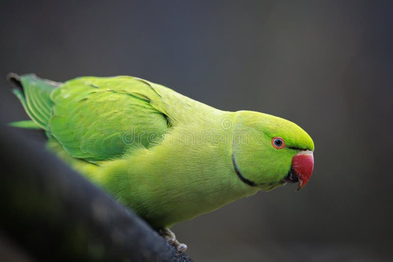 Rose-ringed Parakeet, Psittacula Krameri, Bird Closeup Stock Image ...