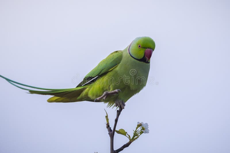 Rose-ringed Parakeet, Psittacula Krameri, Bird Closeup Stock Image ...