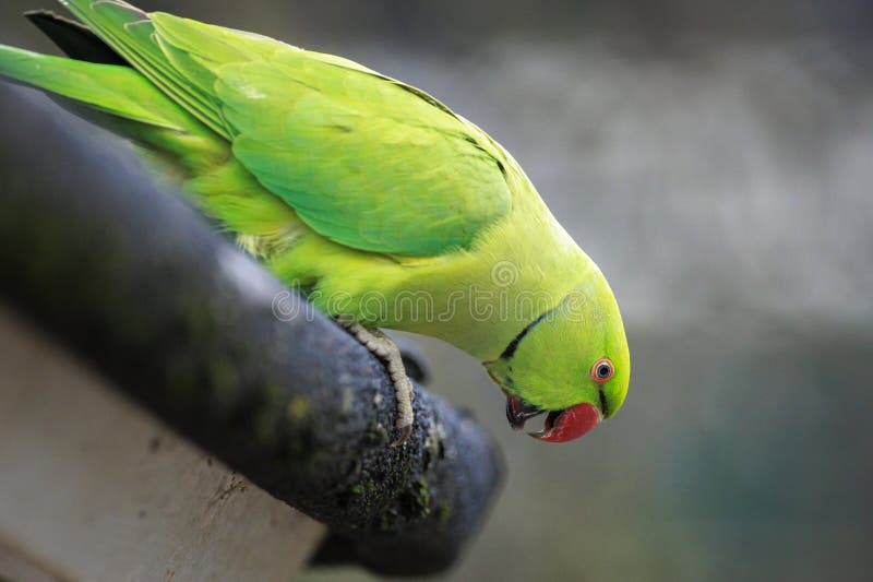 Rose-ringed Parakeet, Psittacula Krameri, Bird Closeup Stock Photo ...