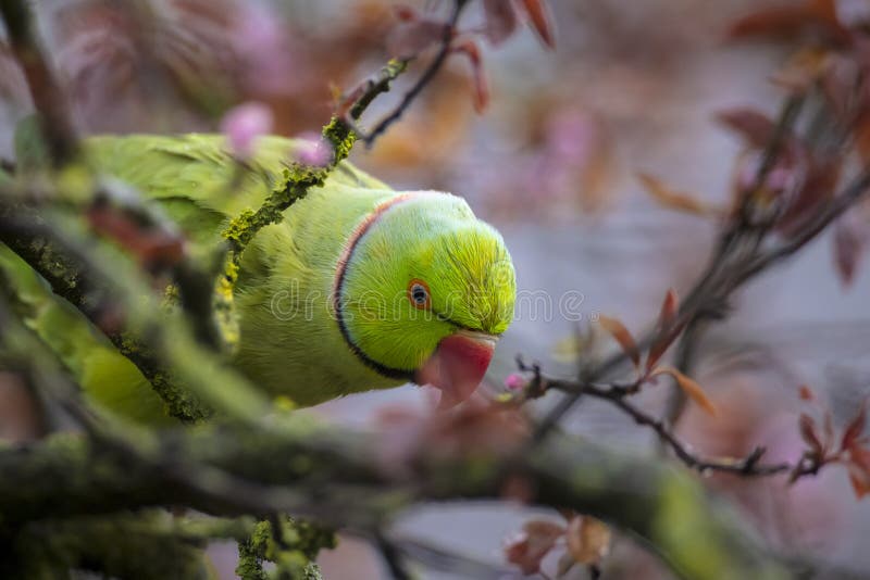 Rose-ringed Parakeet, Psittacula Krameri, Bird Closeup Stock Photo ...