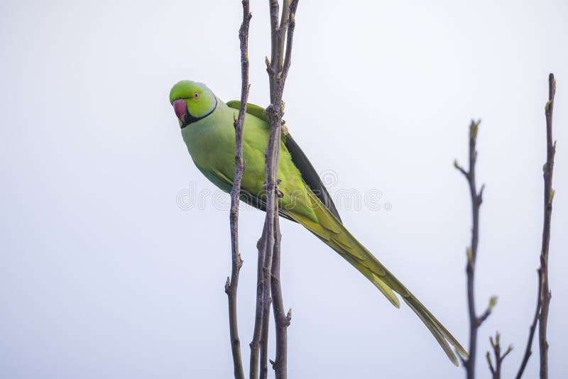 Rose-ringed Parakeet, Psittacula Krameri, Bird Closeup Stock Image ...
