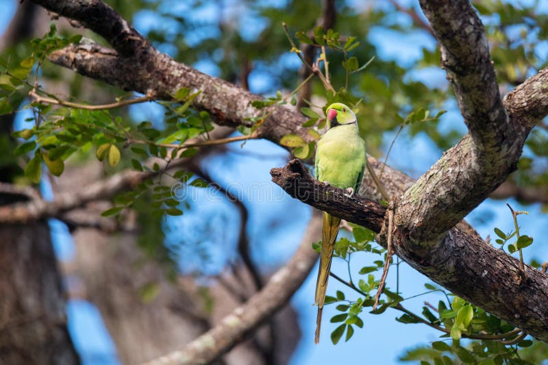 Rose-ringed Parakeet or Psittacula Krameri Known As the Ring-necked ...
