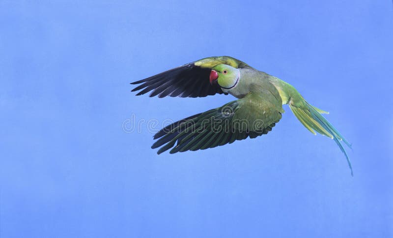 Rose Ringed Parakeet, Psittacula Krameri, Male in Flight Stock Image ...