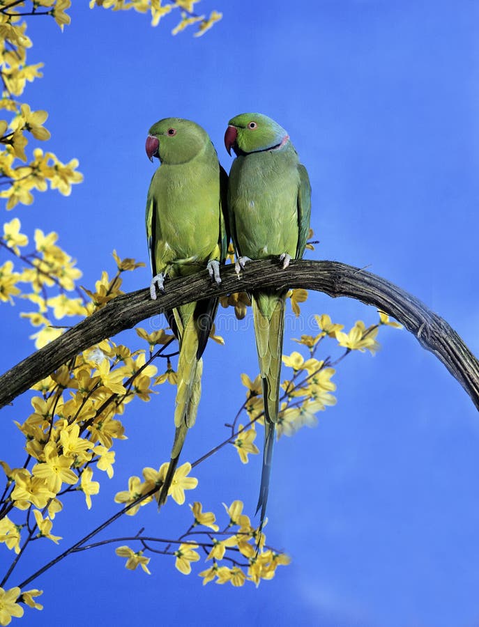 PERRUCHE a COLLIER Psittacula Krameri Stock Photo - Image of outdoor ...
