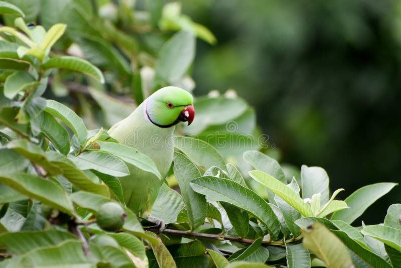 Rose-ringed Parakeet (Psittacula Krameri) or Parrot Sitting on the ...