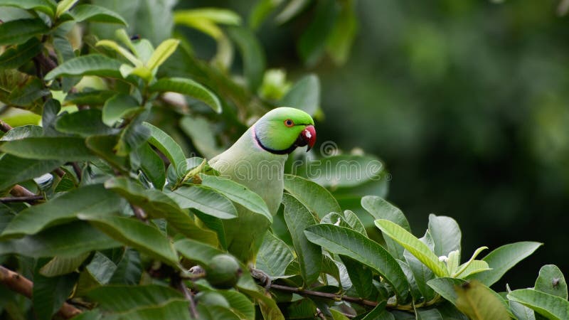 Rose-ringed Parakeet (Psittacula Krameri) or Parrot Sitting on the ...