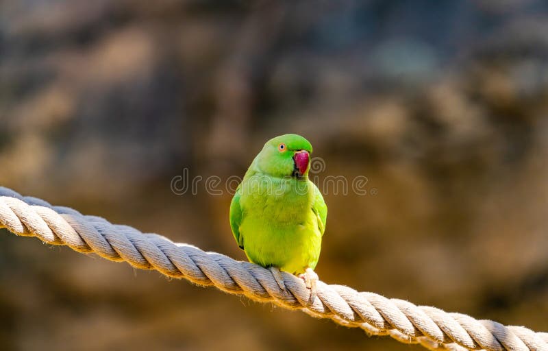 Rose-Ringed Parakeet stock photo. Image of beautiful - 272586456