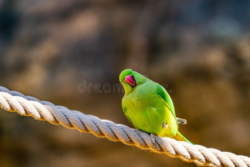 Rose-Ringed Parakeet stock image. Image of nature, bird - 272586469