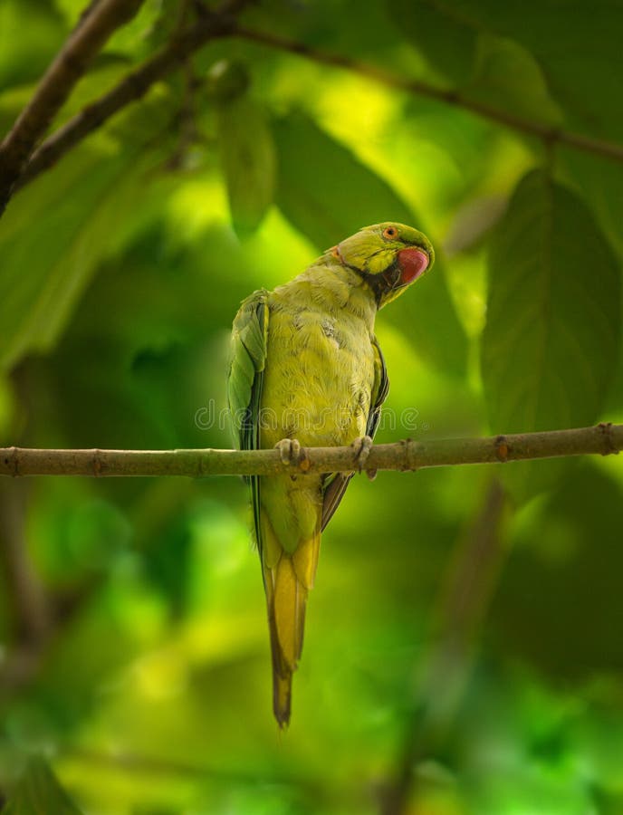 Rose Ringed Parakeet, Psittacula Krameri Stock Photo - Image of asia ...