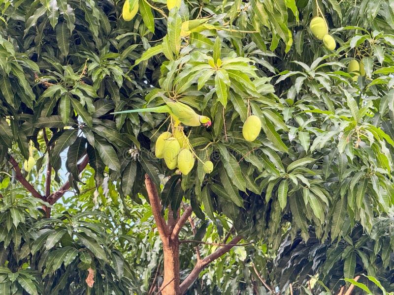 Rose ringed parakeet stock image. Image of rose, fruit - 348272387