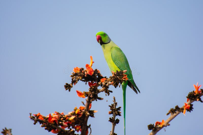 Rose-ringed Parakeet or Ring-necked Parakeet Psittacula Krameri Stock ...