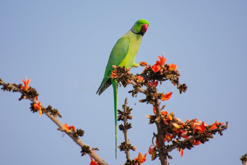 Rose-ringed Parakeet or Ring-necked Parakeet Psittacula Krameri Stock ...