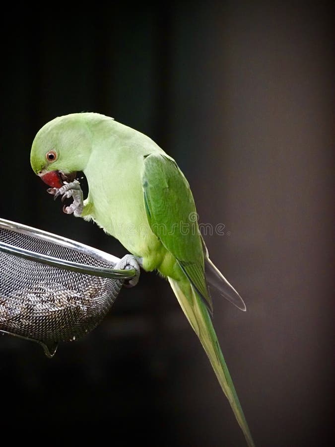 Rose-ringed parakeet stock photo. Image of south, introduced - 192408376