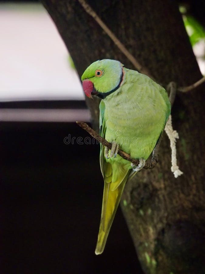 Rose-ringed parakeet stock photo. Image of ringed, parrot - 192408482