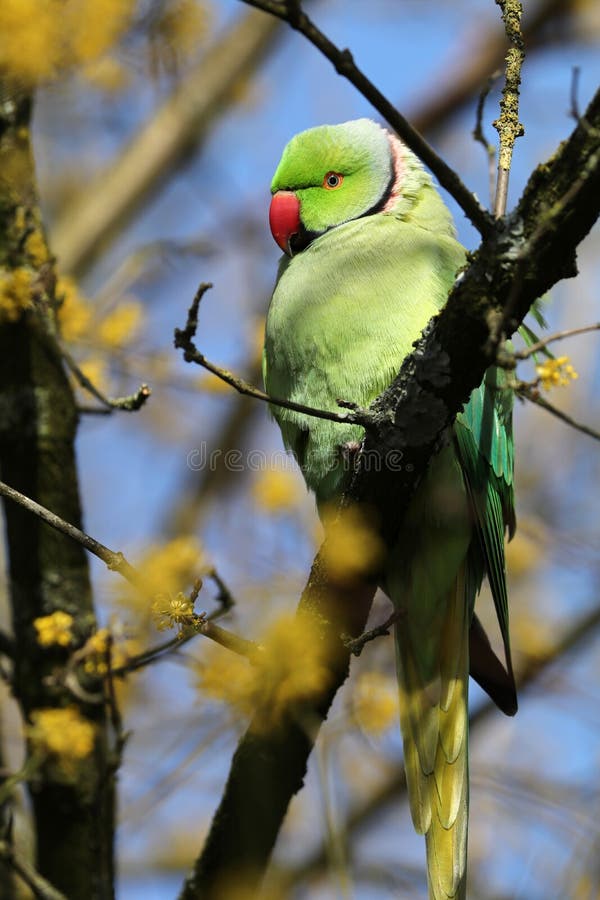 Rose-ringed parakeet stock image. Image of background - 116628949