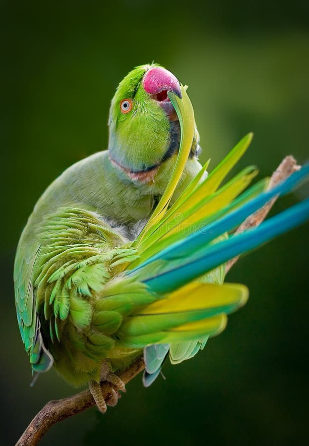 Rose-ringed parakeet stock photo. Image of parakeet - 125923128