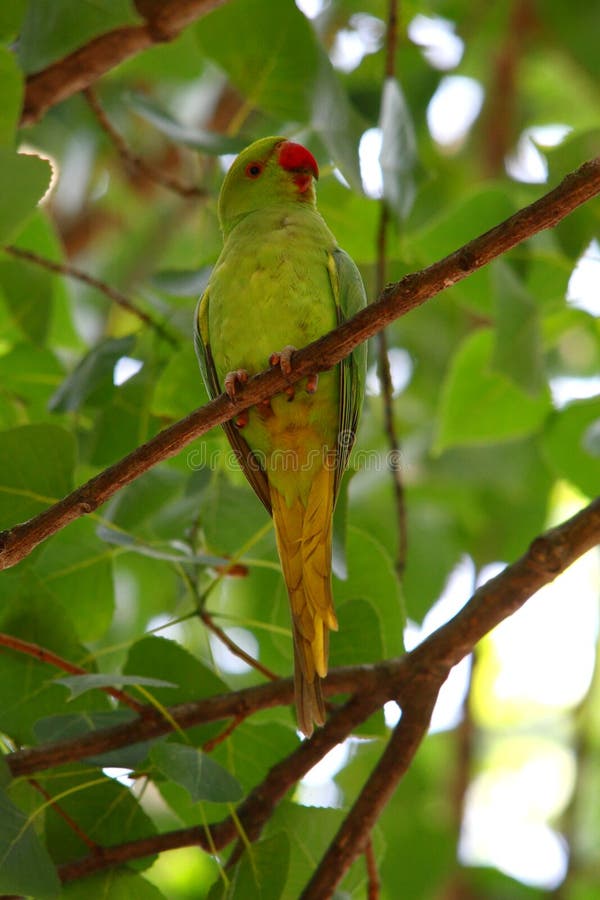 Rose-ringed Parakeet stock image. Image of park, green - 37016731
