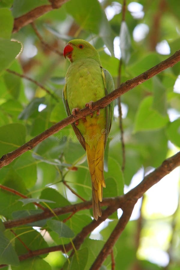Rose-ringed Parakeet stock photo. Image of beaks, wings - 37016760