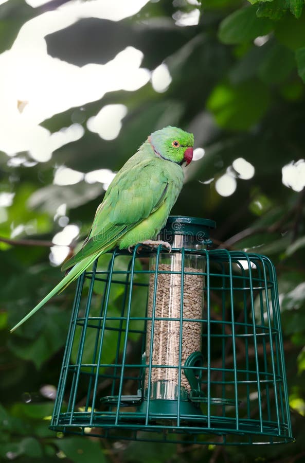 Rose-ringed Parakeet Standing on a Caged Bird Feeder in a Garden Stock ...