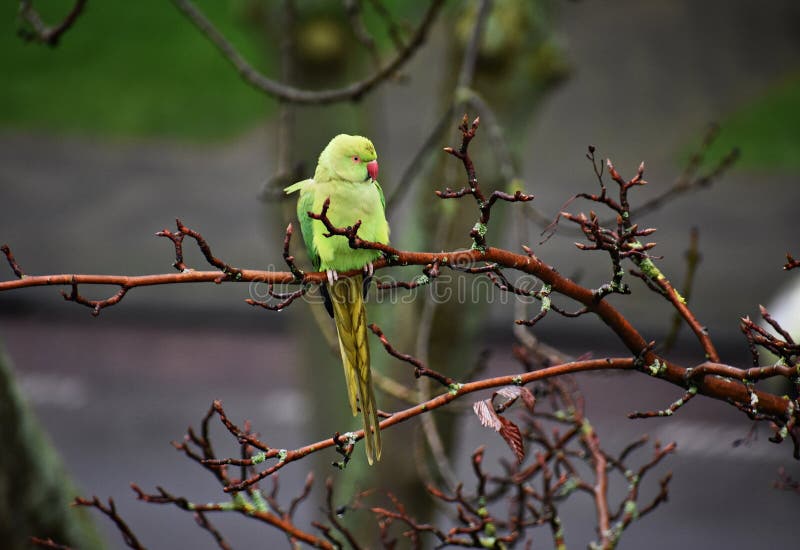 Rose-ringed Parakeet on Tree Branch. Stock Photo - Image of natural ...