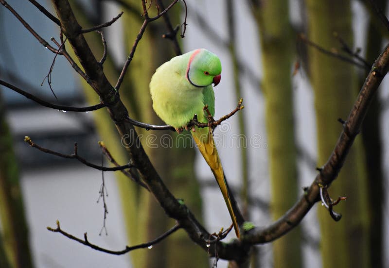 Rose-ringed Parakeet on Tree Branch. Stock Image - Image of exotic ...