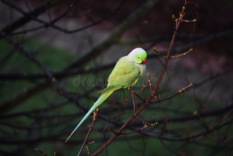 Rose-ringed Parakeet on Tree Branch. Stock Image - Image of necked ...