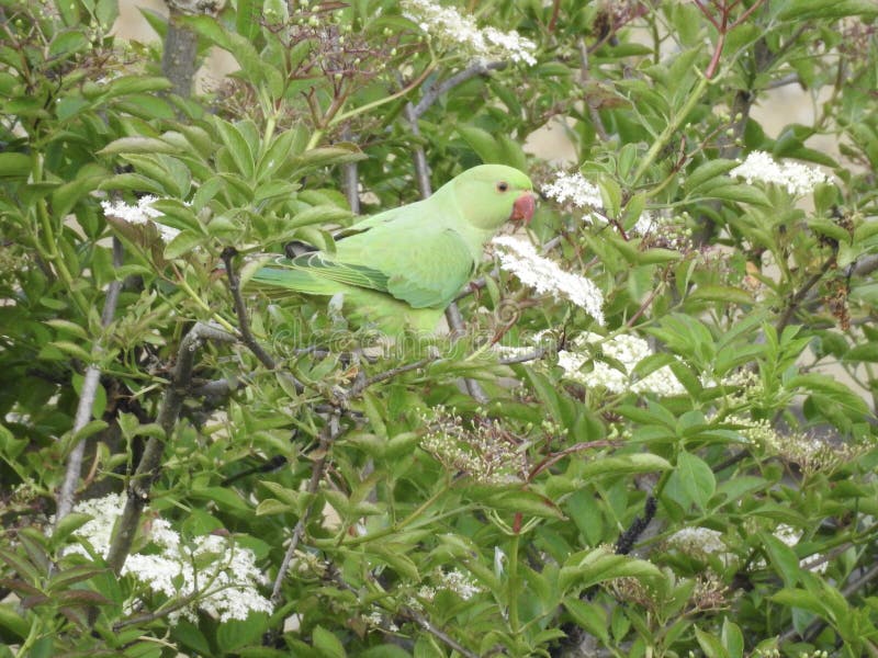Rose Ringed Parakeet in a Tree Stock Photo - Image of feathers ...