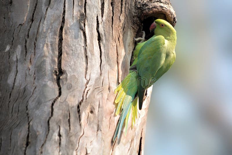 Rose-ringed Parakeet in the Tree of Nesting Site Stock Image - Image of ...