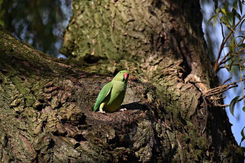 Rose-ringed Parakeet on Tree. Stock Photo - Image of avian, krameri ...