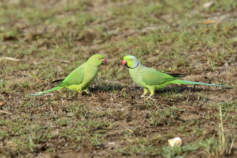 2,380 Rose Ringed Parakeetmale Stock Photos - Free & Royalty-Free Stock ...