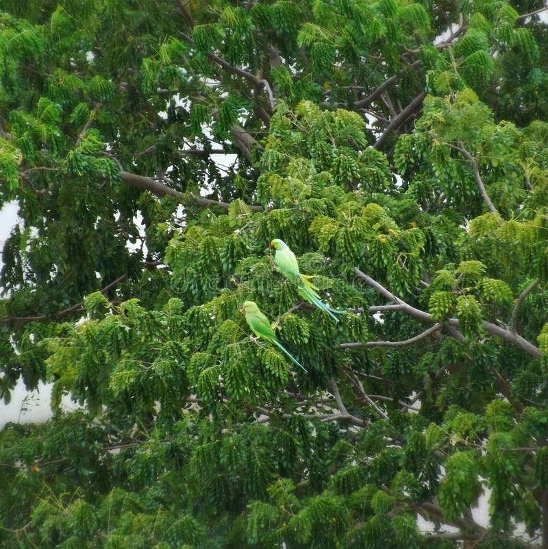 Rose-ringed Parakeets (Psittacula Krameri) Stock Photo - Image of crown ...