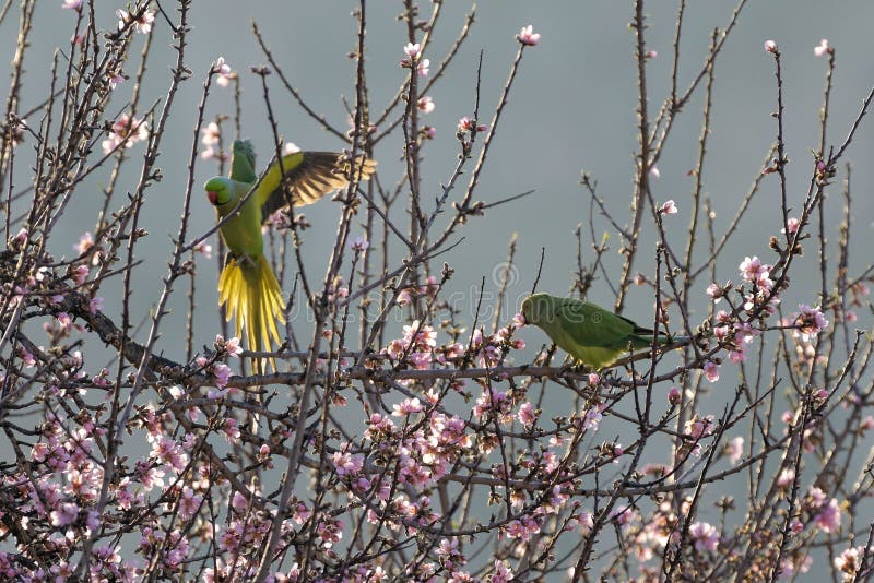 Rose-ringed parakeets stock image. Image of rome, tail - 112960035