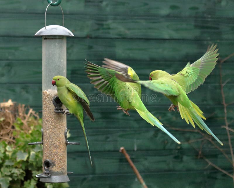 Rose-ringed parakeets stock photo. Image of feeder, parrot - 234413842