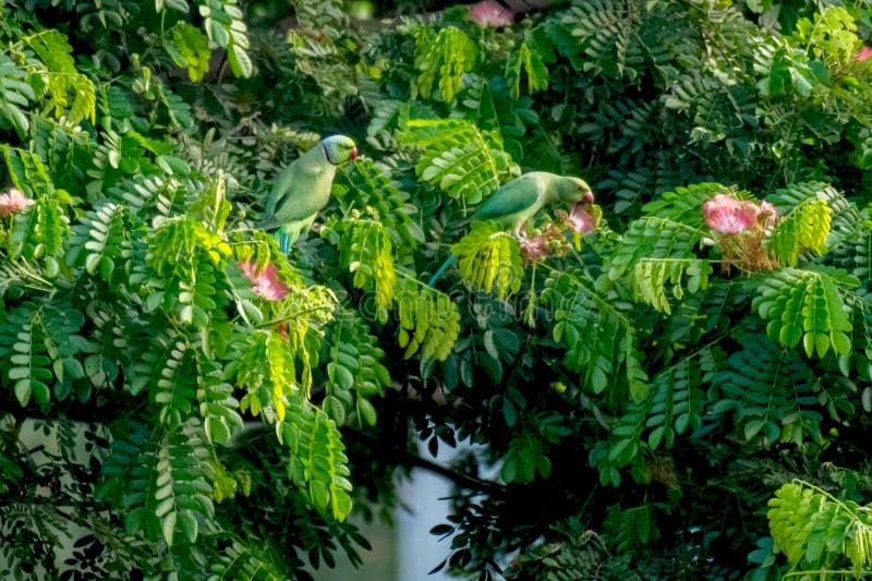 Rose Ringed Parakeets Enjoying Food on the Tree Stock Image - Image of ...