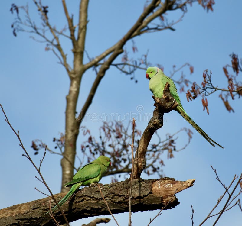 Rose Ringed Parakeets in a Tree Stock Image - Image of twig, green ...