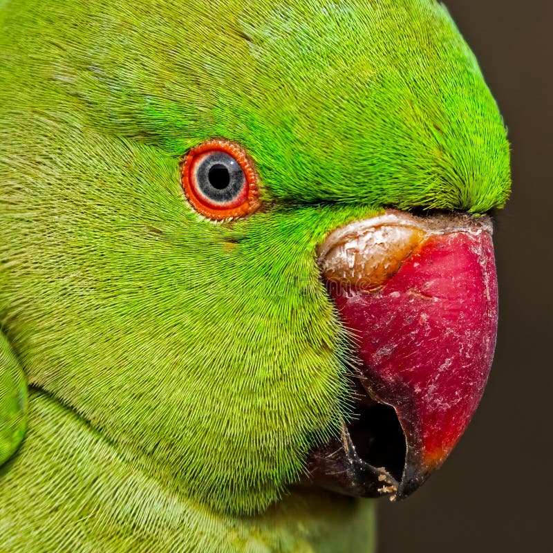 A rose ringed parrot stock image. Image of parrot, tree - 292057241