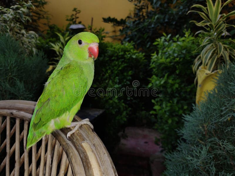 Rose Ringed Parrot stock image. Image of rose, plant - 147827935