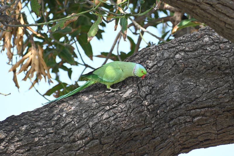 A rose ringed parrot stock photo. Image of outdoors - 310388642