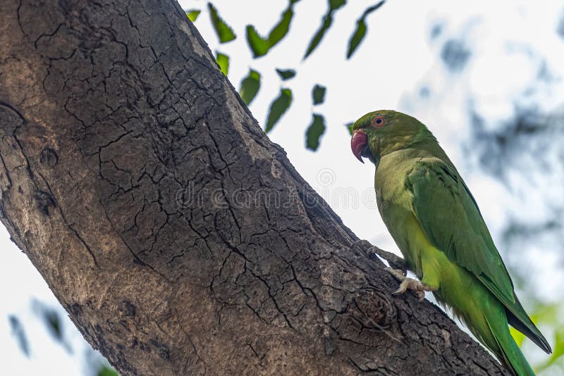 A Rose Ringed Parrot Sitting Stock Photo - Image of england, tropical ...