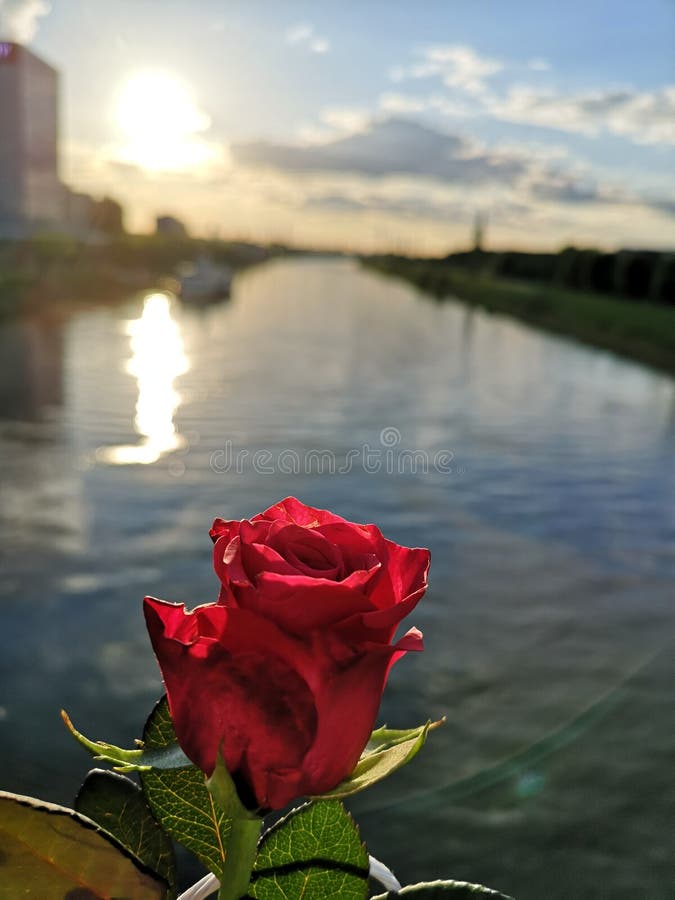 Rose and river stock photo. Image of rose, flower, clouds - 148374912
