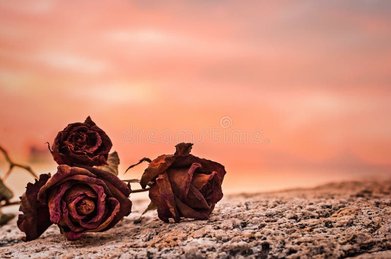 250 Dead Rose Ground Stock Photos - Free & Royalty-Free Stock Photos ...