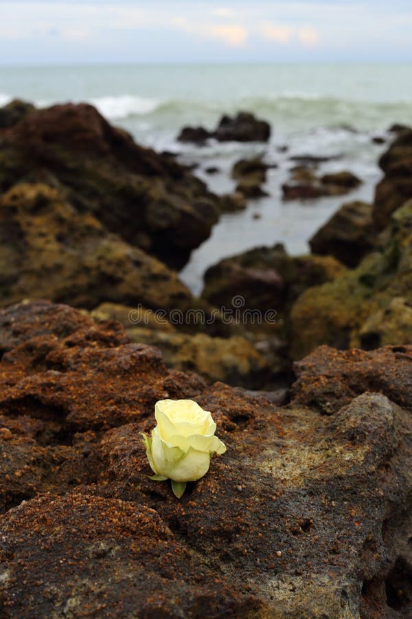 Rose on the rock stock image. Image of rock, spray, waves - 71608205