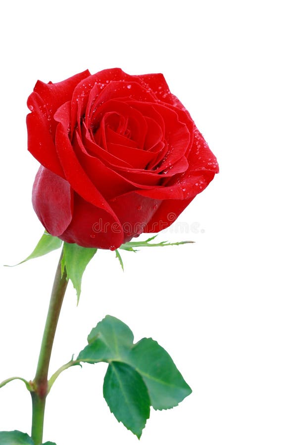 Rose roja foto de archivo. Imagen de regalo, fondo, pétalo - 15723538