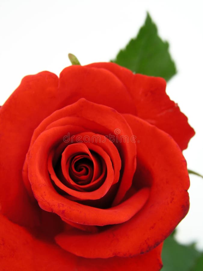 Rosa Roja imagen de archivo. Imagen de fragilidad, florista - 234885