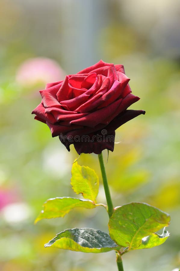 Rose roja imagen de archivo. Imagen de romance, rojo - 37592139